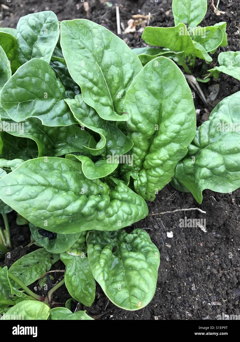 Bloomsdale spinach hi-res stock photography and images - Alamy