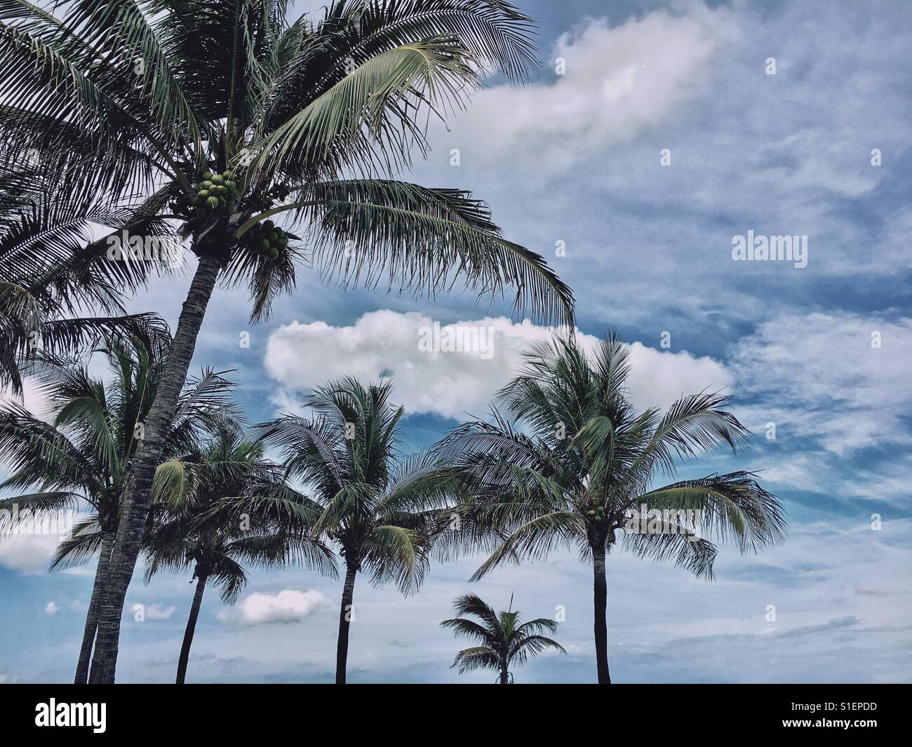 The tropics Stock Photo, Royalty Free Image: 310726233 - Alamy