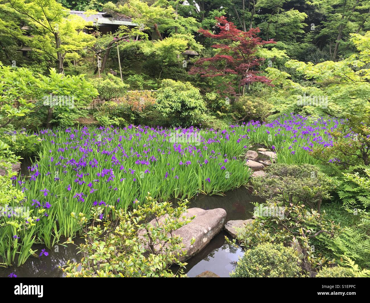 Japan Purple Flowers High Resolution Stock Photography and Images - Alamy