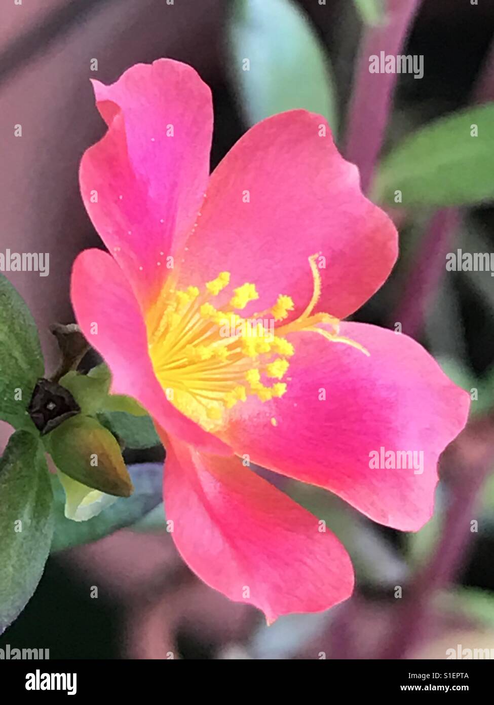 10 mani flower hi-res stock photography and images - Alamy