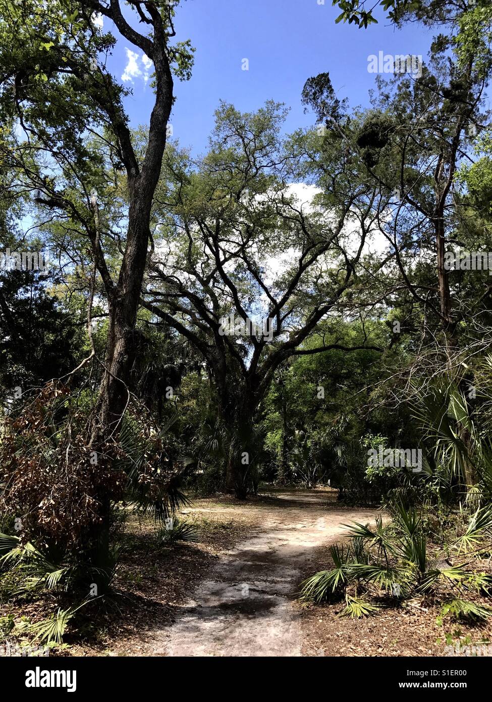 Florida forest hi-res stock photography and images - Alamy