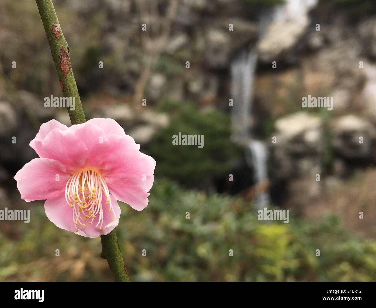 Flower in Japan Stock Photo - Alamy