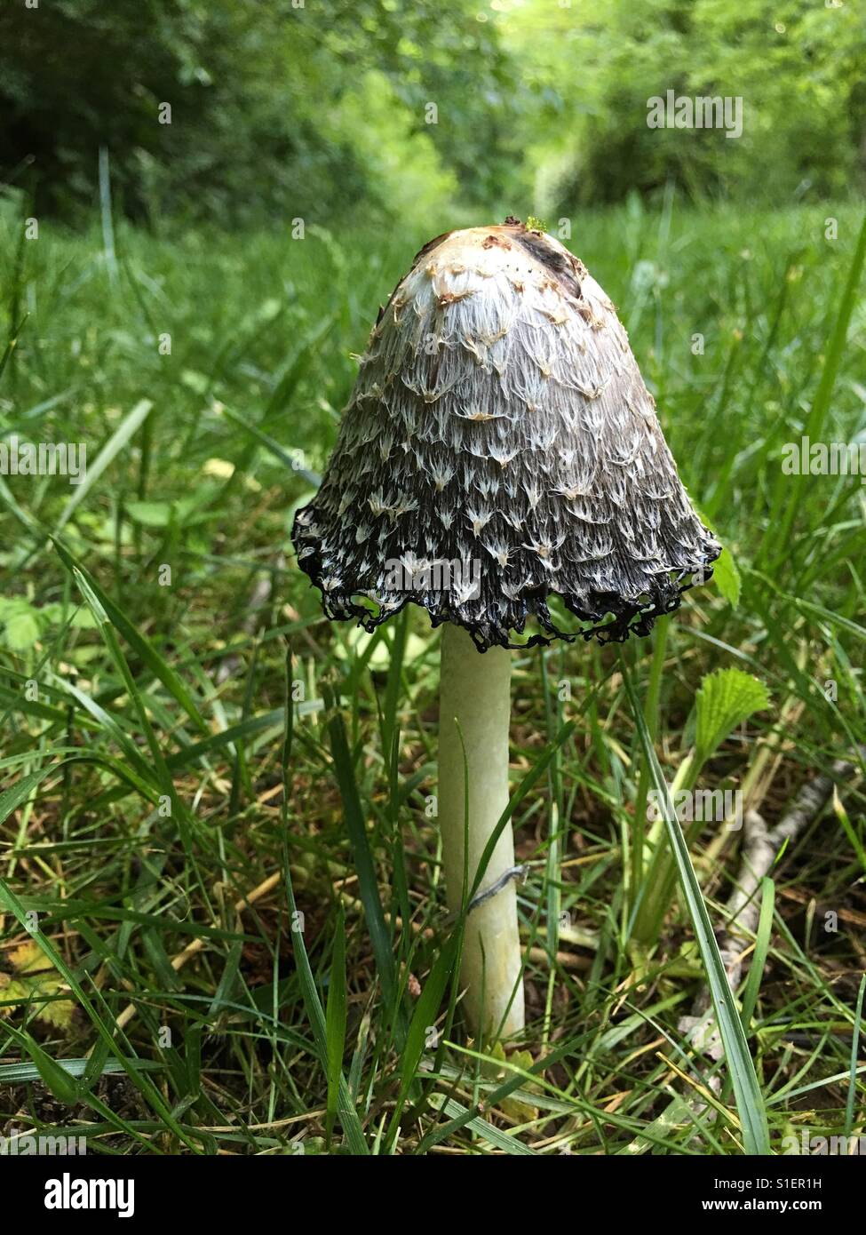 Closeup of mushroom or toadstool Stock Photo - Alamy
