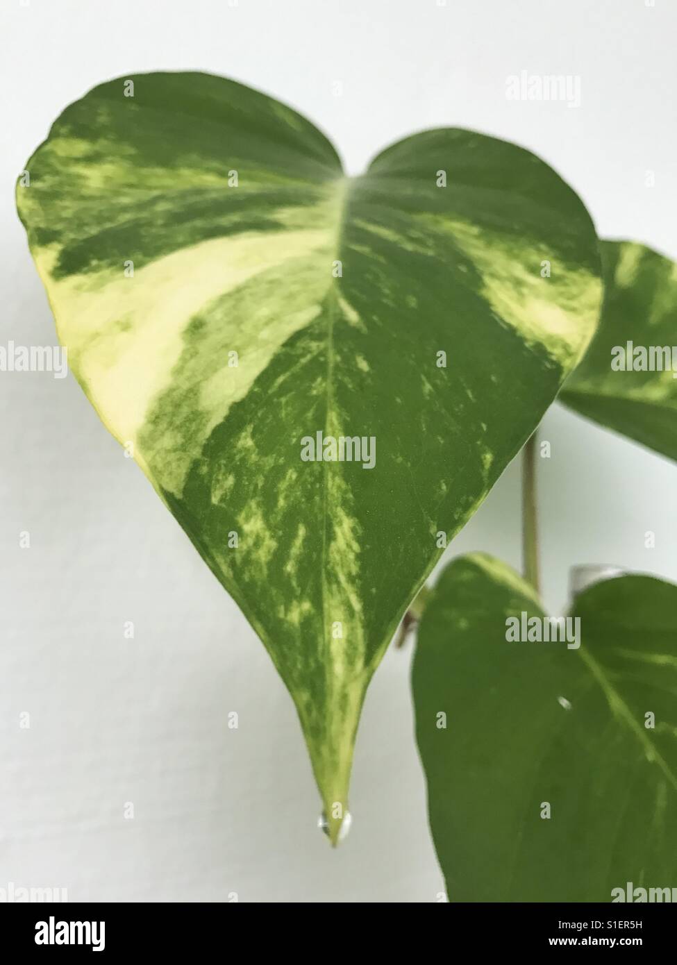 Golden pothos, money plant ivy- devils ivy leaf- heart shape leaf Stock ...