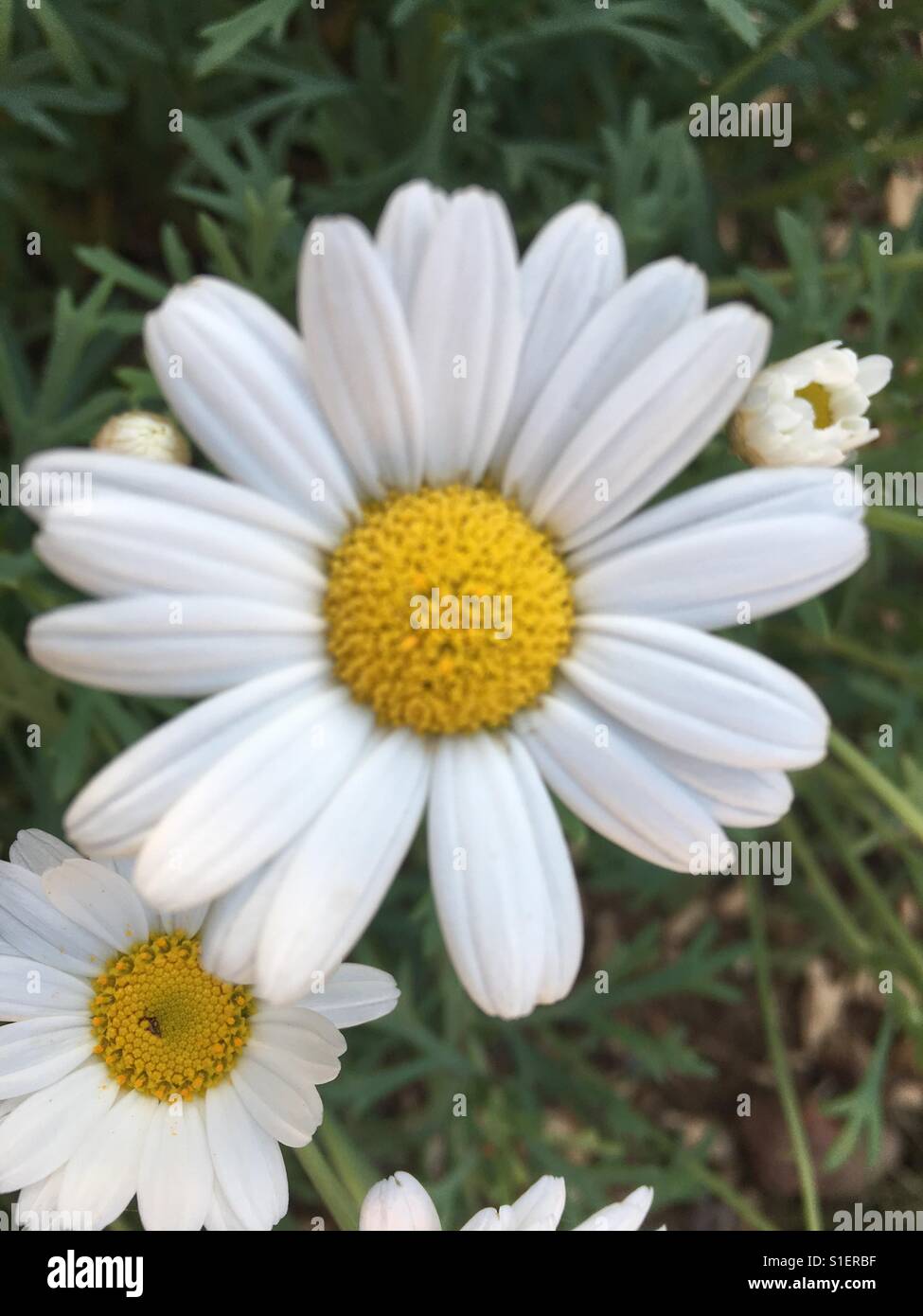 Summer daisy hi-res stock photography and images - Alamy