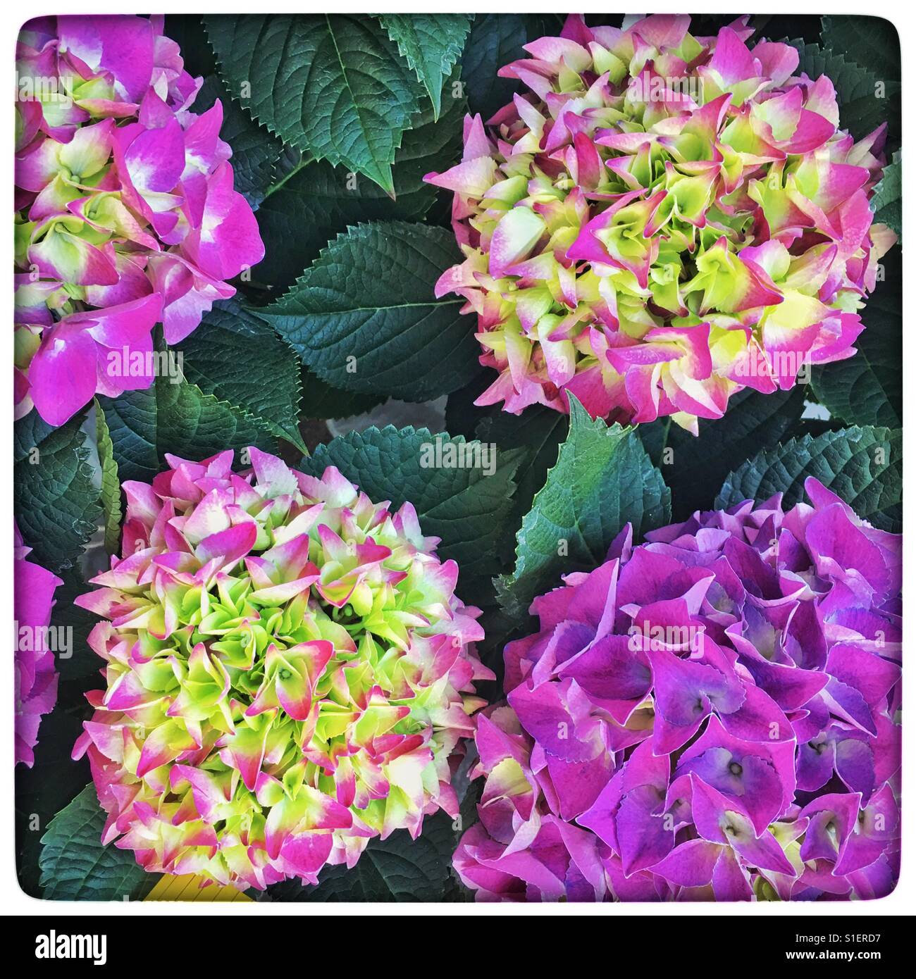 Hydrangeas in full bloom hi-res stock photography and images - Alamy