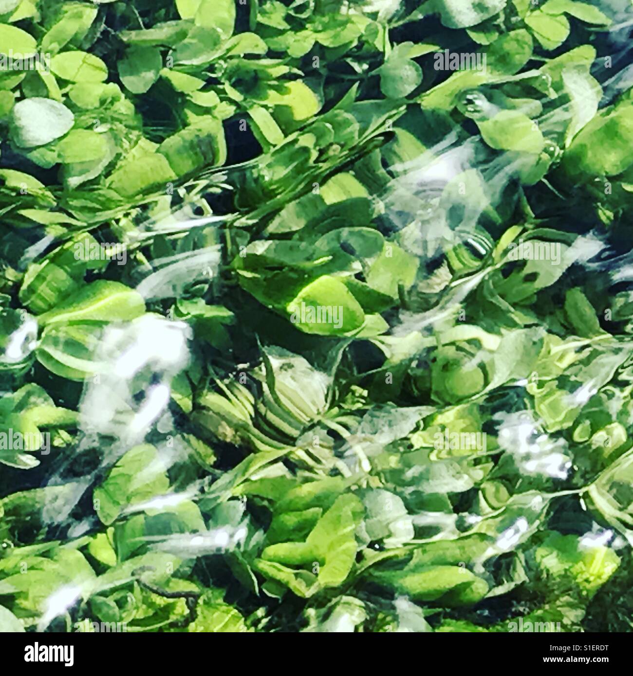 Riverweed hi-res stock photography and images - Alamy