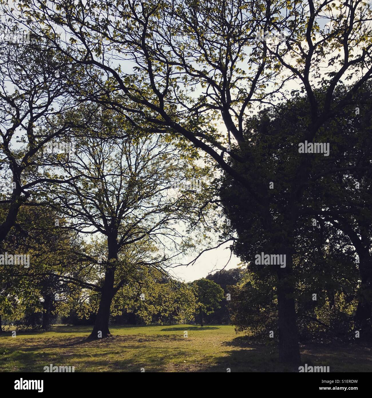 Park parkland trees hi-res stock photography and images - Alamy