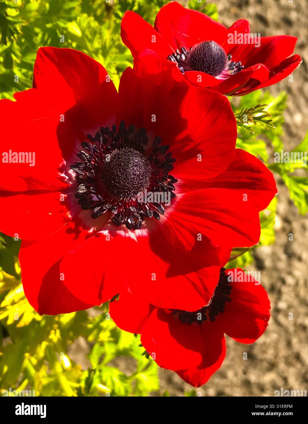 Sun flower plants hi-res stock photography and images - Alamy