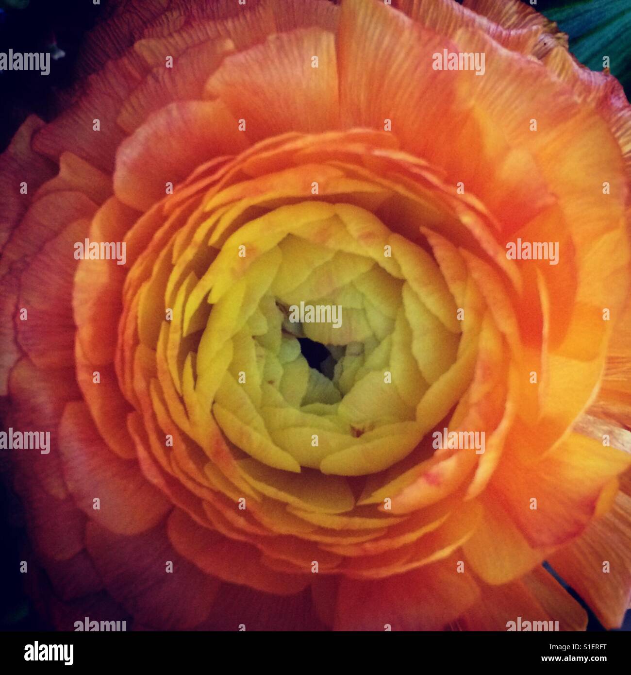 Peachy flower hi-res stock photography and images - Alamy