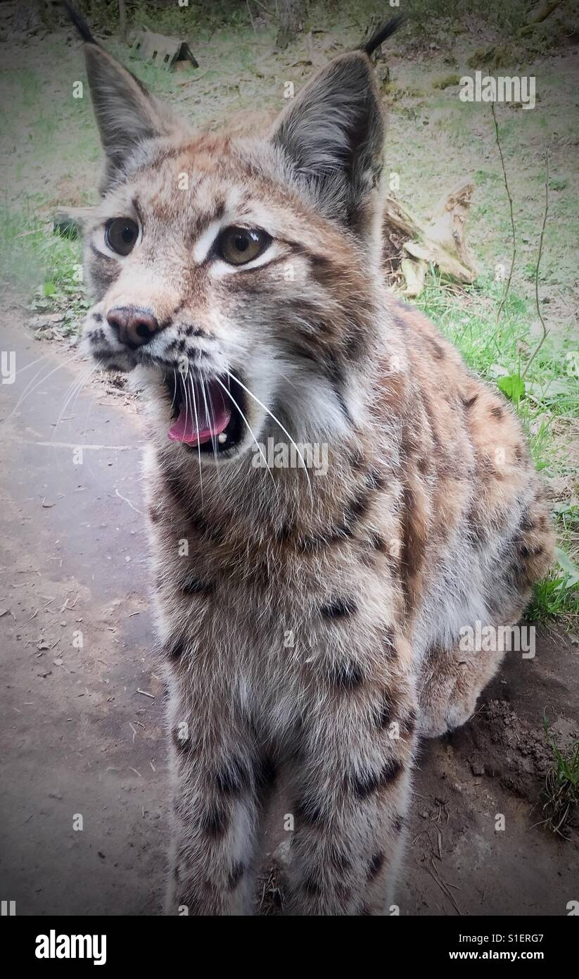 Lynx ears hi-res stock photography and images - Alamy