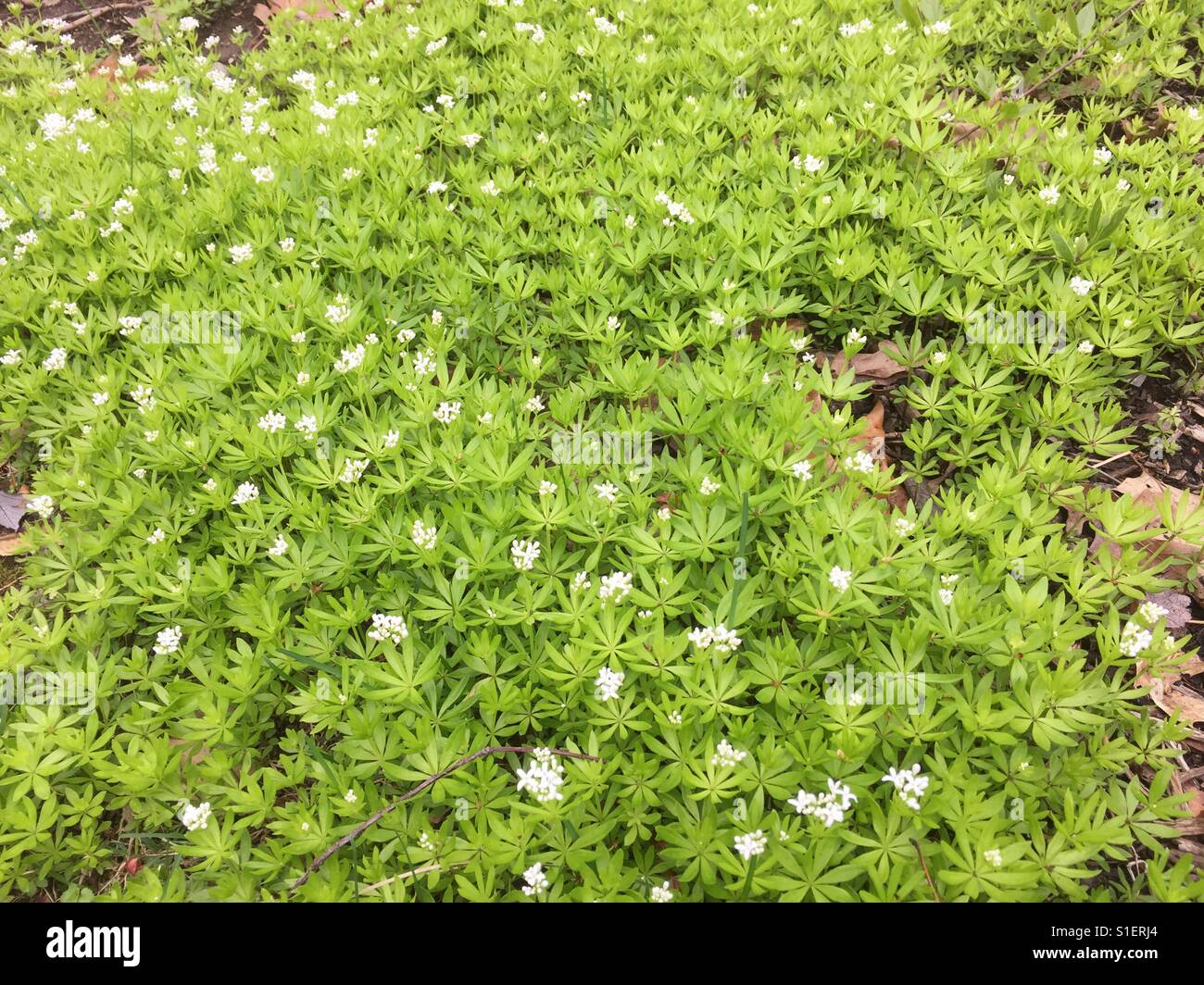 Spreading ground cover hi-res stock photography and images - Alamy