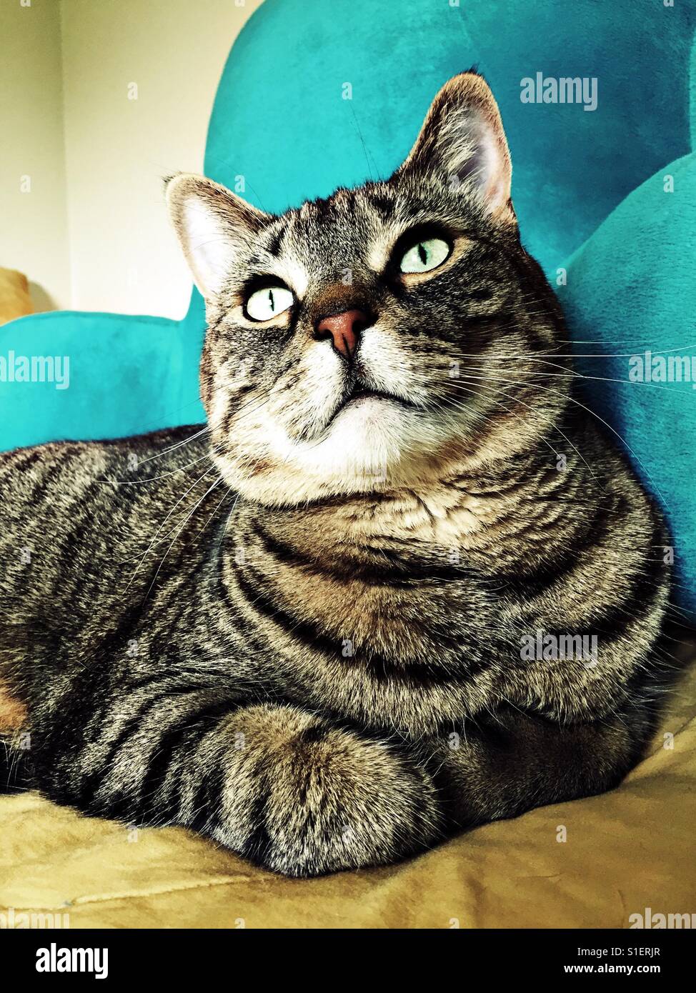 Happy tabby feline hi-res stock photography and images - Alamy