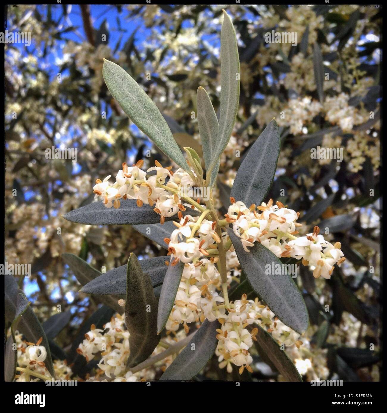 Farga olive tree in flower, Catalonia, Spain Stock Photo - Alamy
