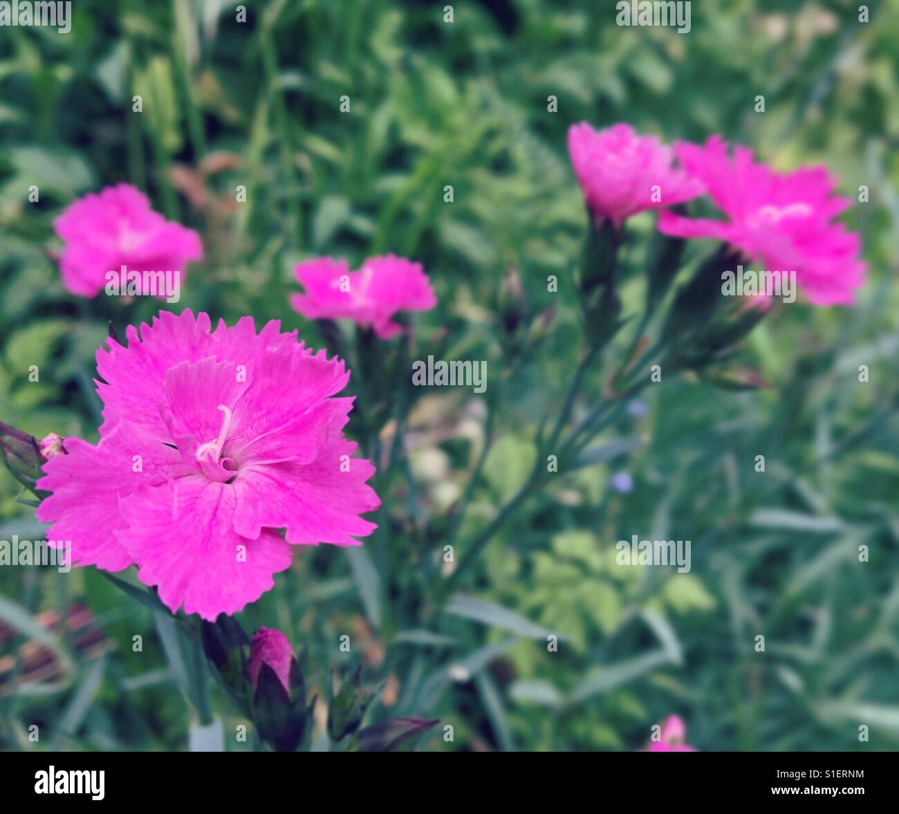 Carnation leaves hi-res stock photography and images - Alamy