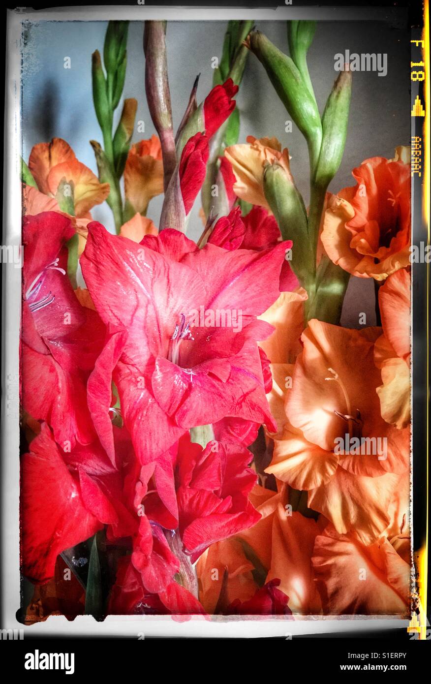 Gladiolas hi-res stock photography and images - Alamy