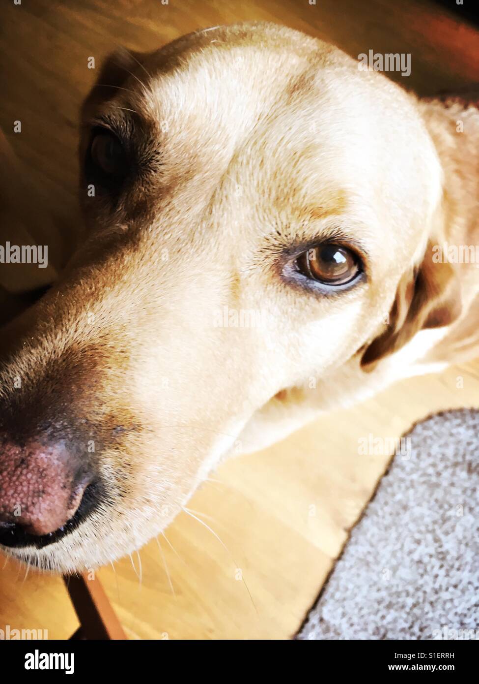 Labrador close up shot Stock Photo - Alamy