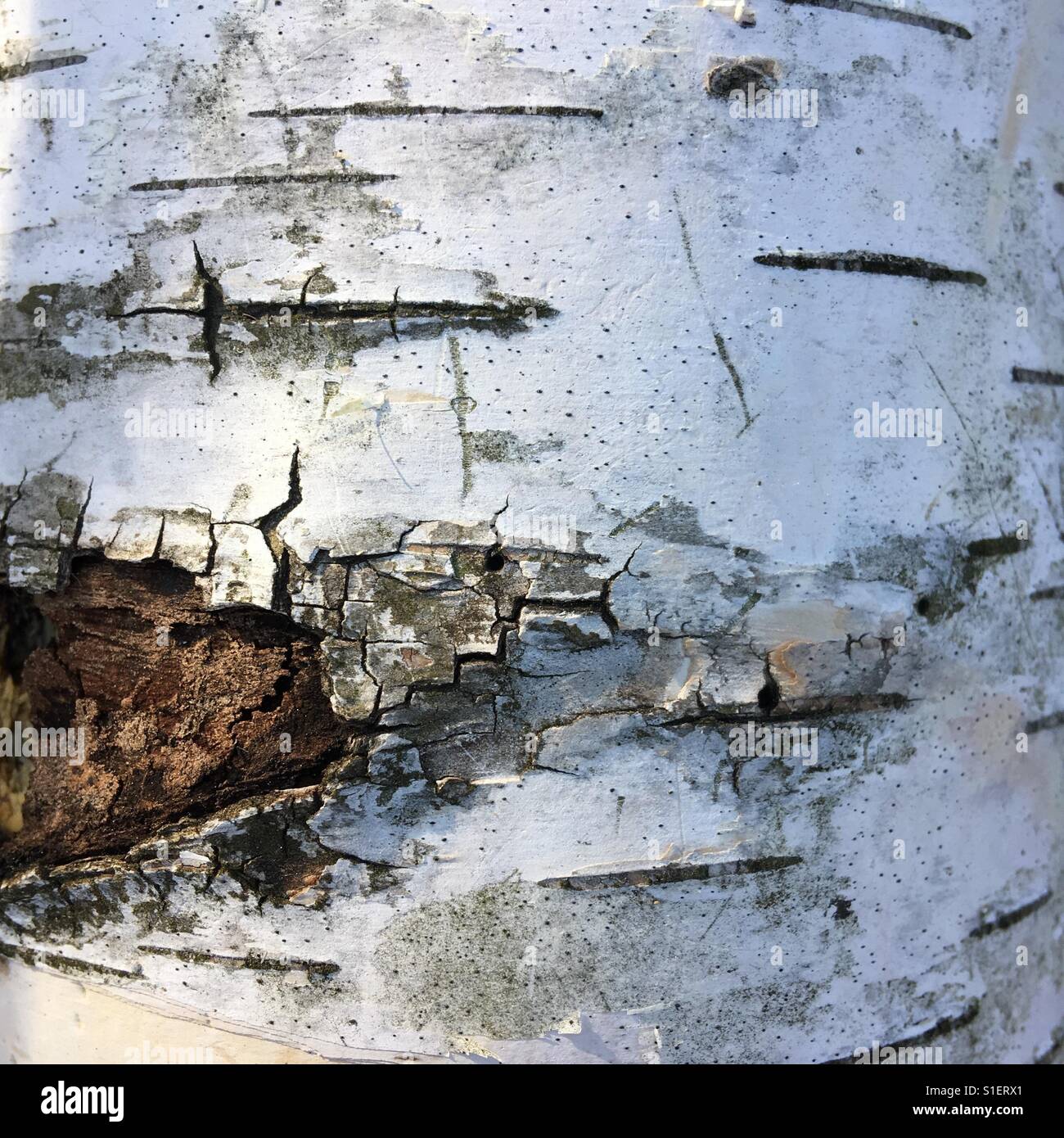 Paper birch tree hi-res stock photography and images - Alamy