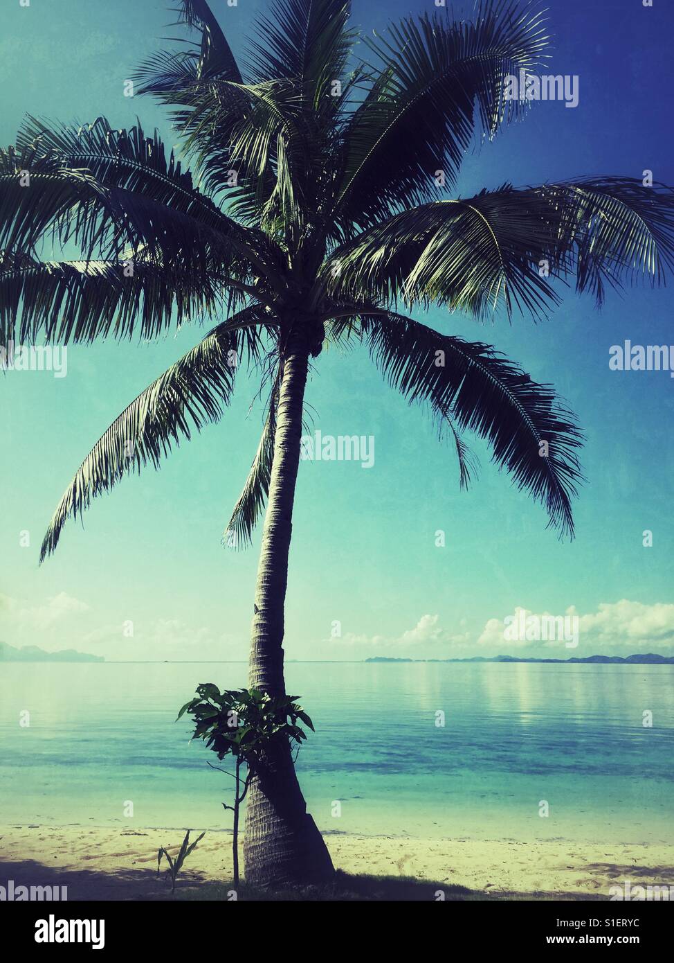 Palm tree on the tropical island Sagat in the Philippines Stock Photo ...