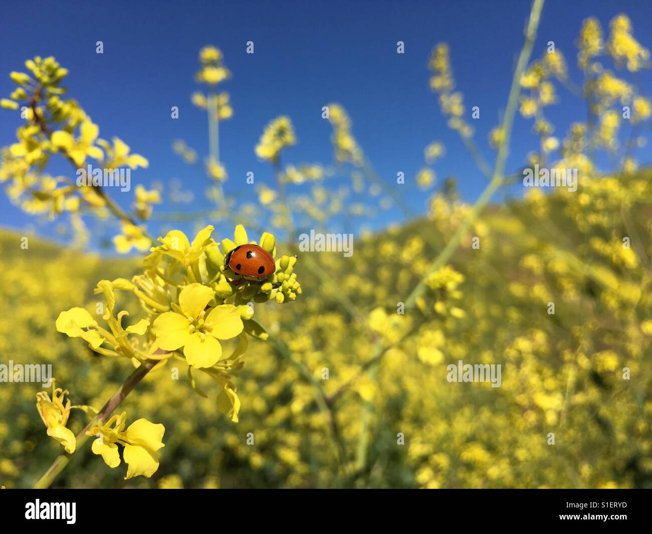 Ladybug on yellow flower Stock Photo - Alamy