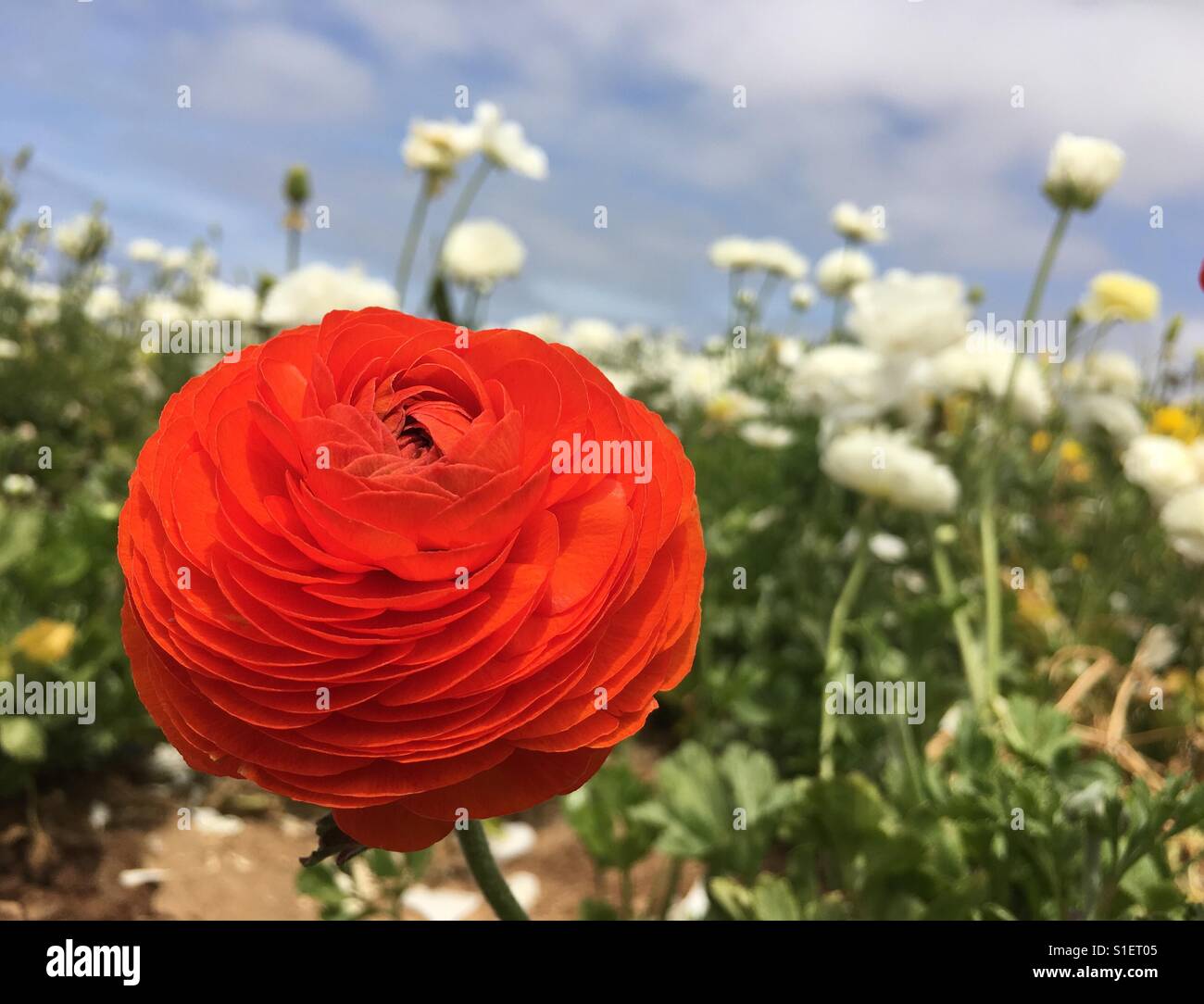 Stand out flowers hi-res stock photography and images - Alamy