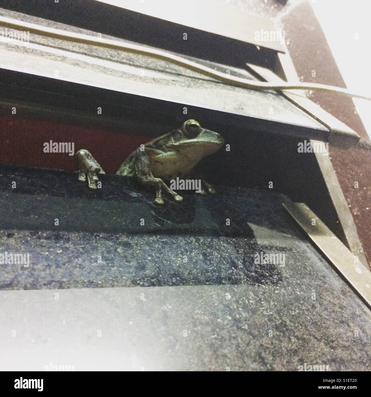 Frog at the window, Chiang Mai, Thailand Stock Photo - Alamy