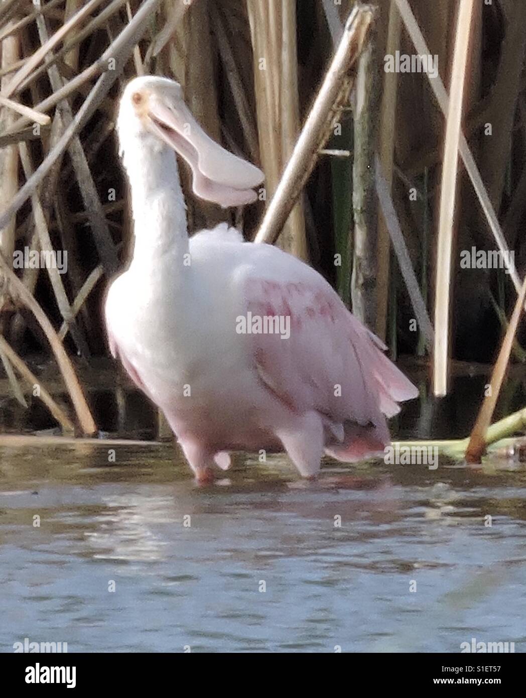 Spoonbill in reeds hi-res stock photography and images - Alamy