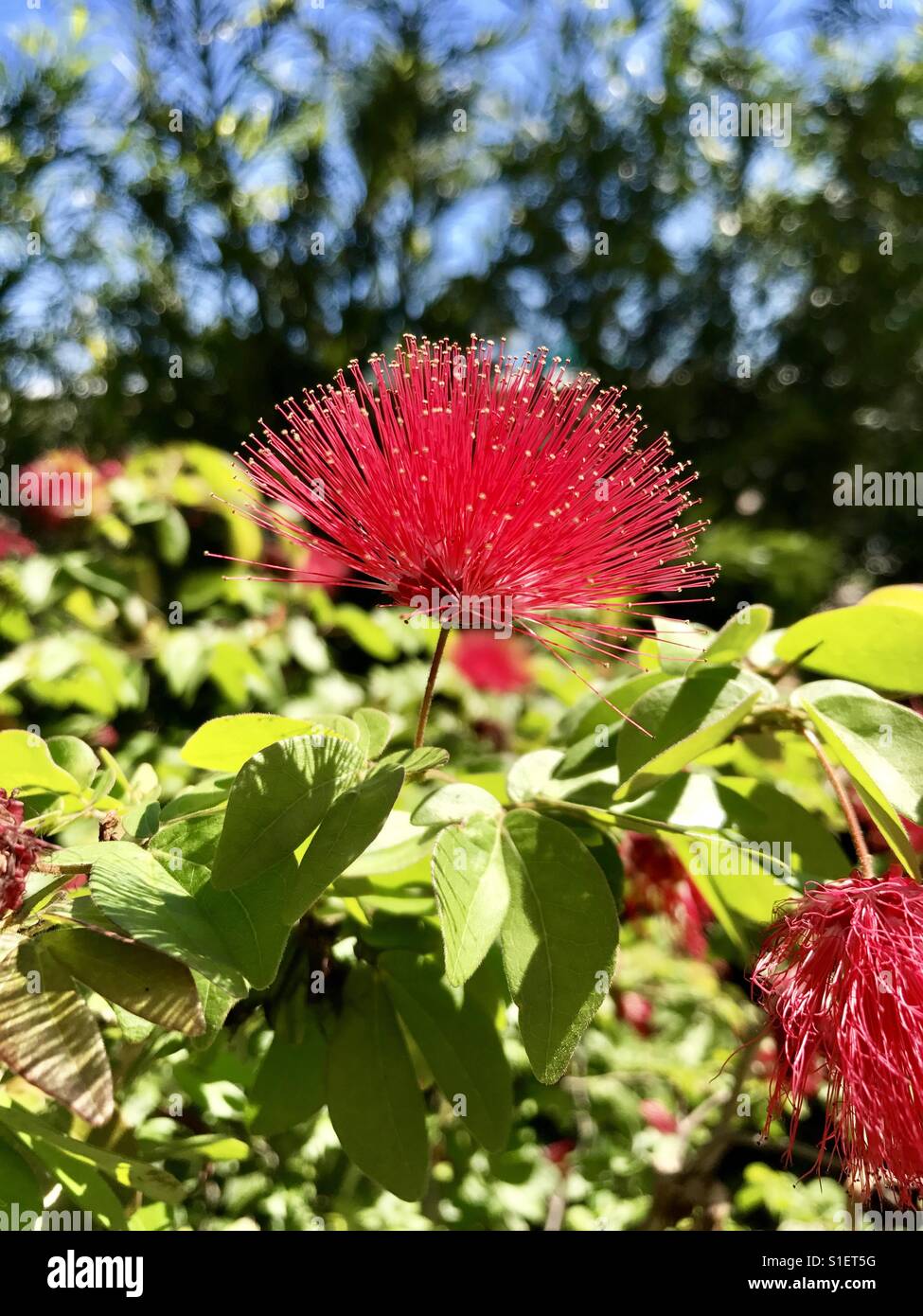 Red nature flower hi-res stock photography and images - Alamy