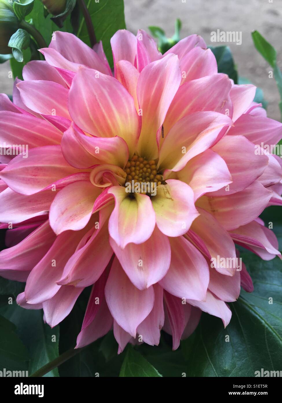 Pink pedals hi-res stock photography and images - Alamy