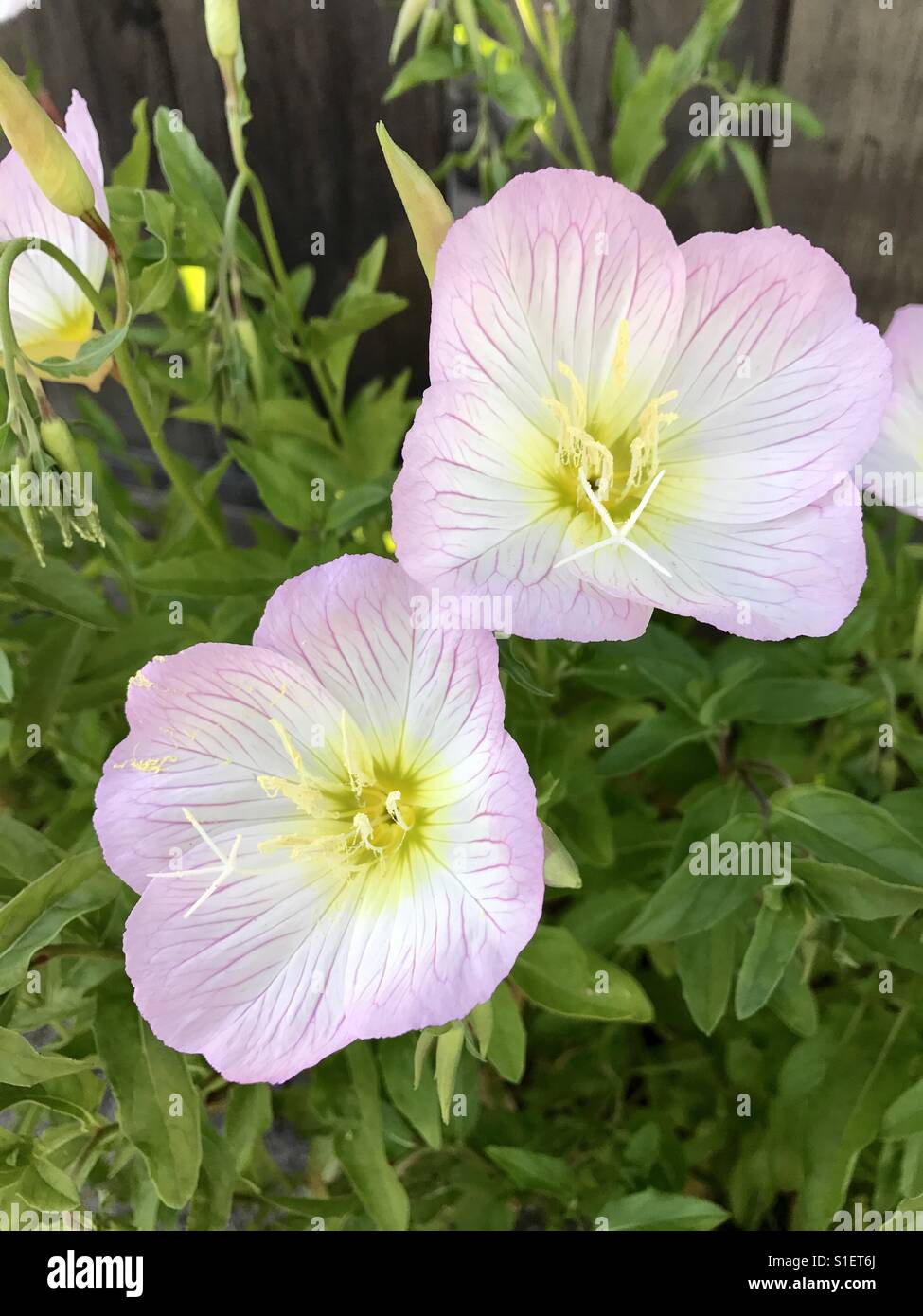 Cute little flowers ;3 Stock Photo - Alamy