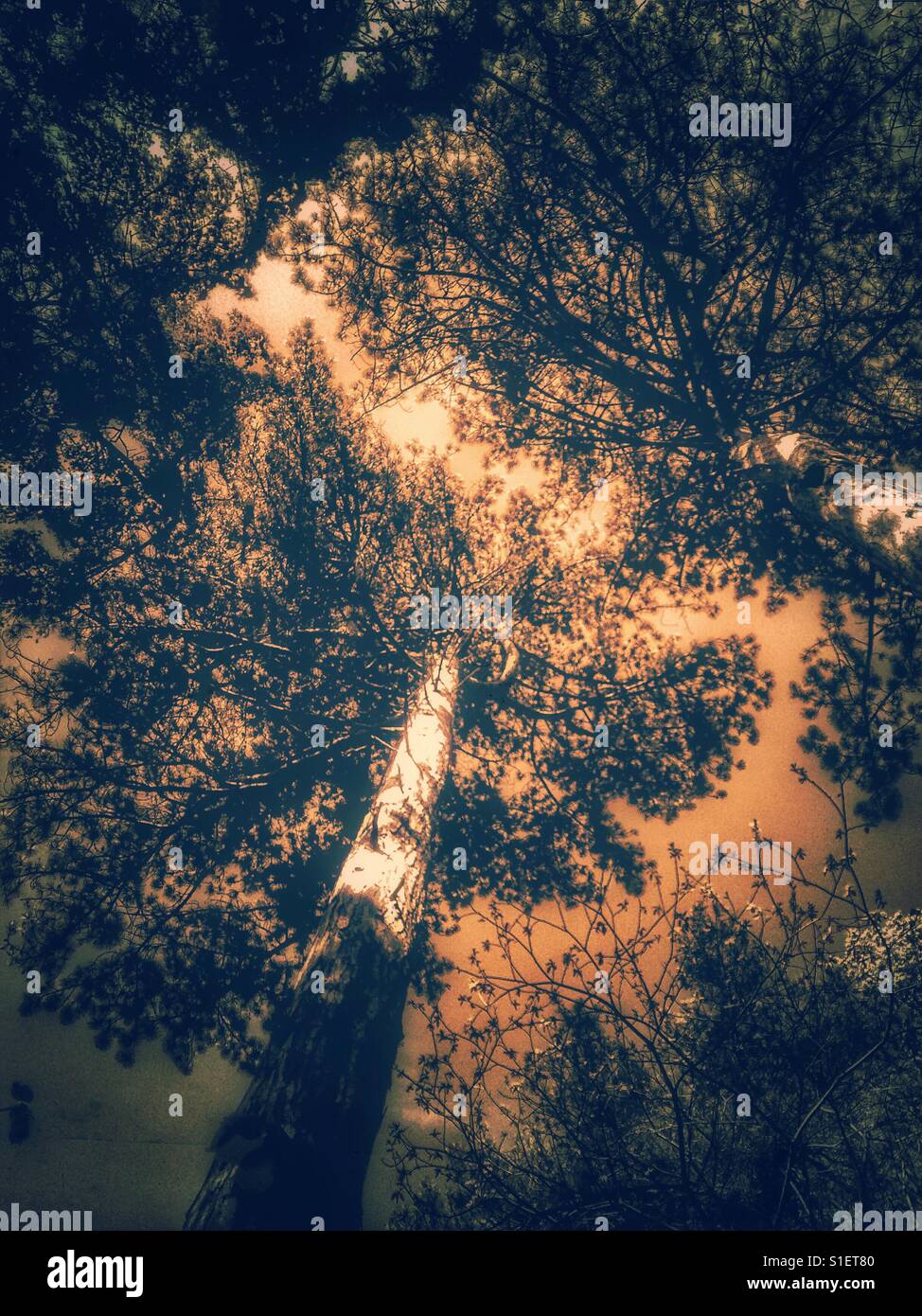 Looking up through trees Stock Photo - Alamy