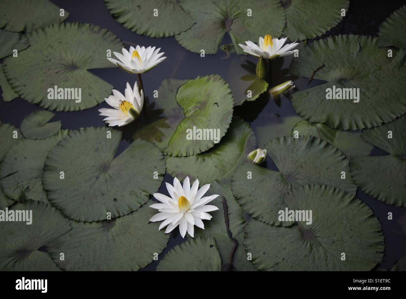 Rare lotus hi-res stock photography and images - Alamy