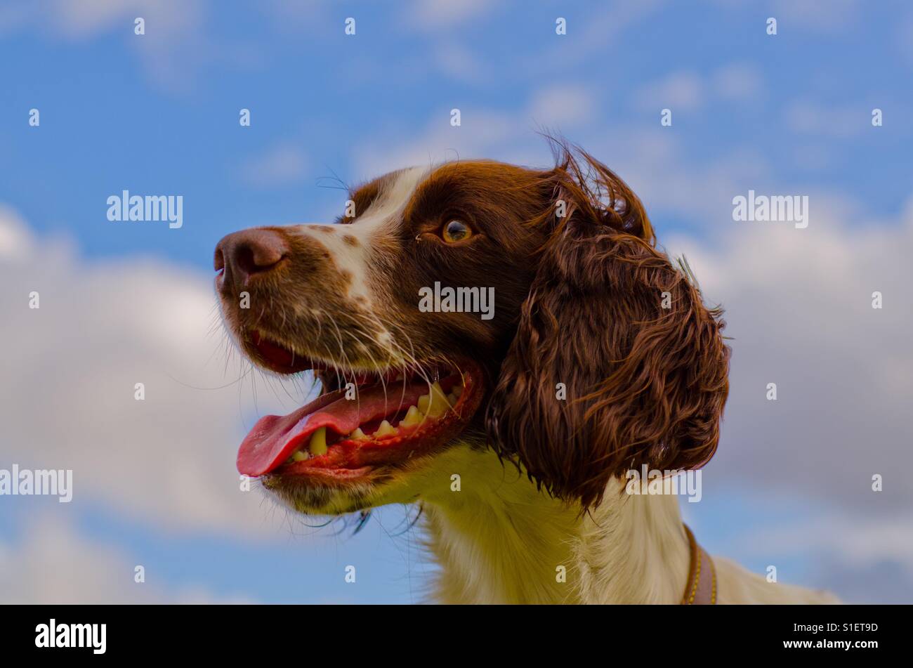 Dog blue sky hi-res stock photography and images - Alamy