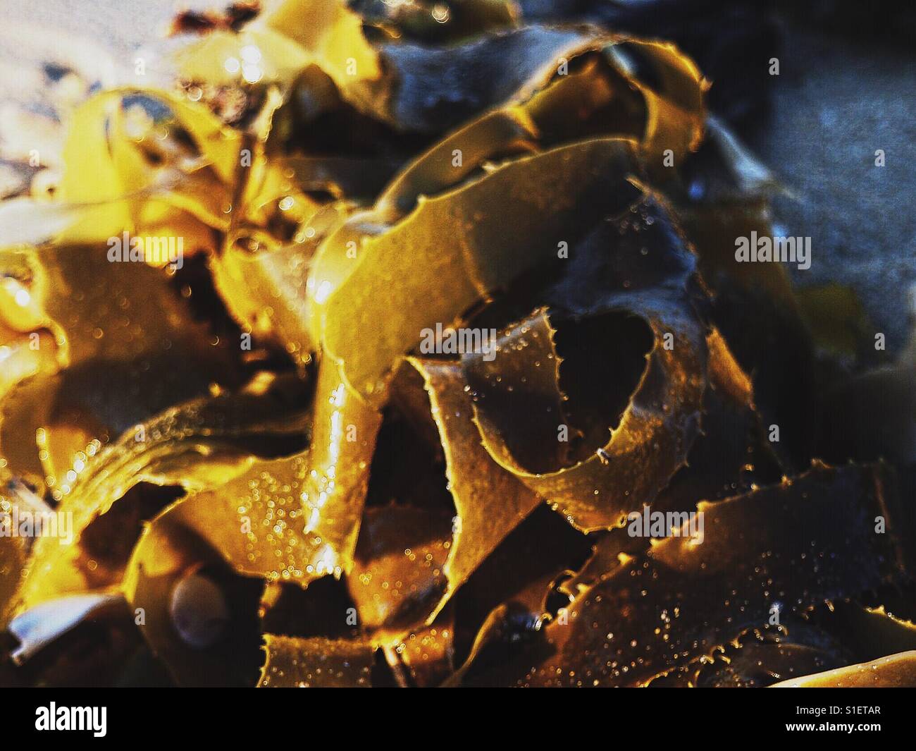 Sea spaghetti hi-res stock photography and images - Alamy
