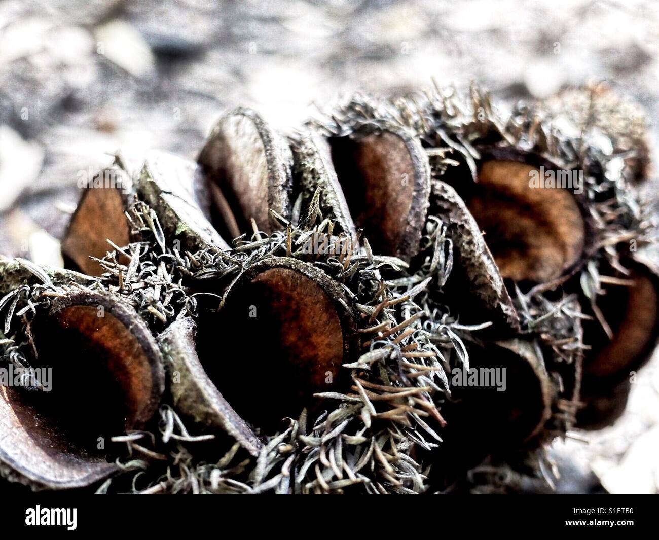 New seeds hi-res stock photography and images - Alamy