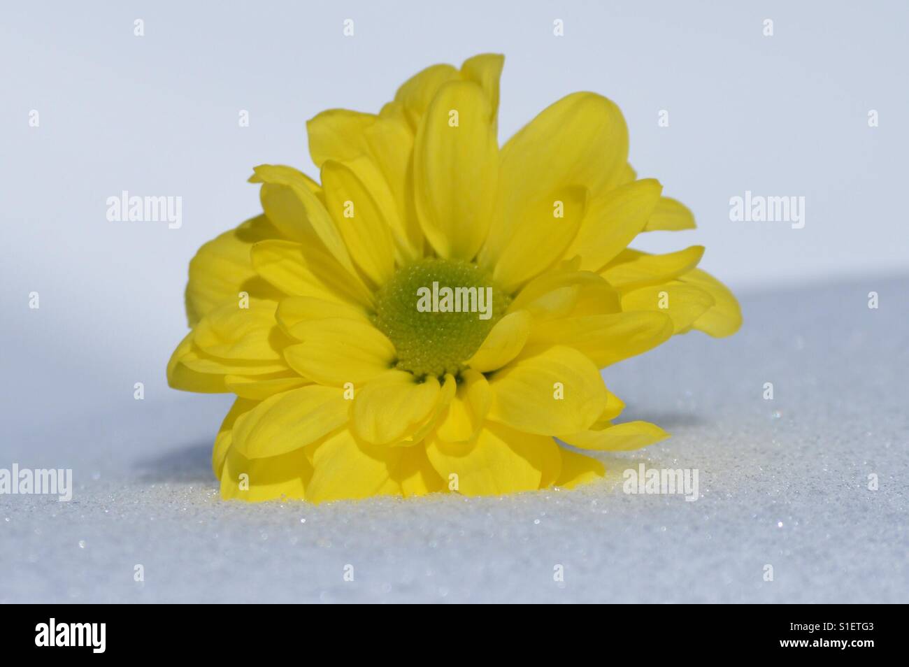 Snow flower hi-res stock photography and images - Alamy