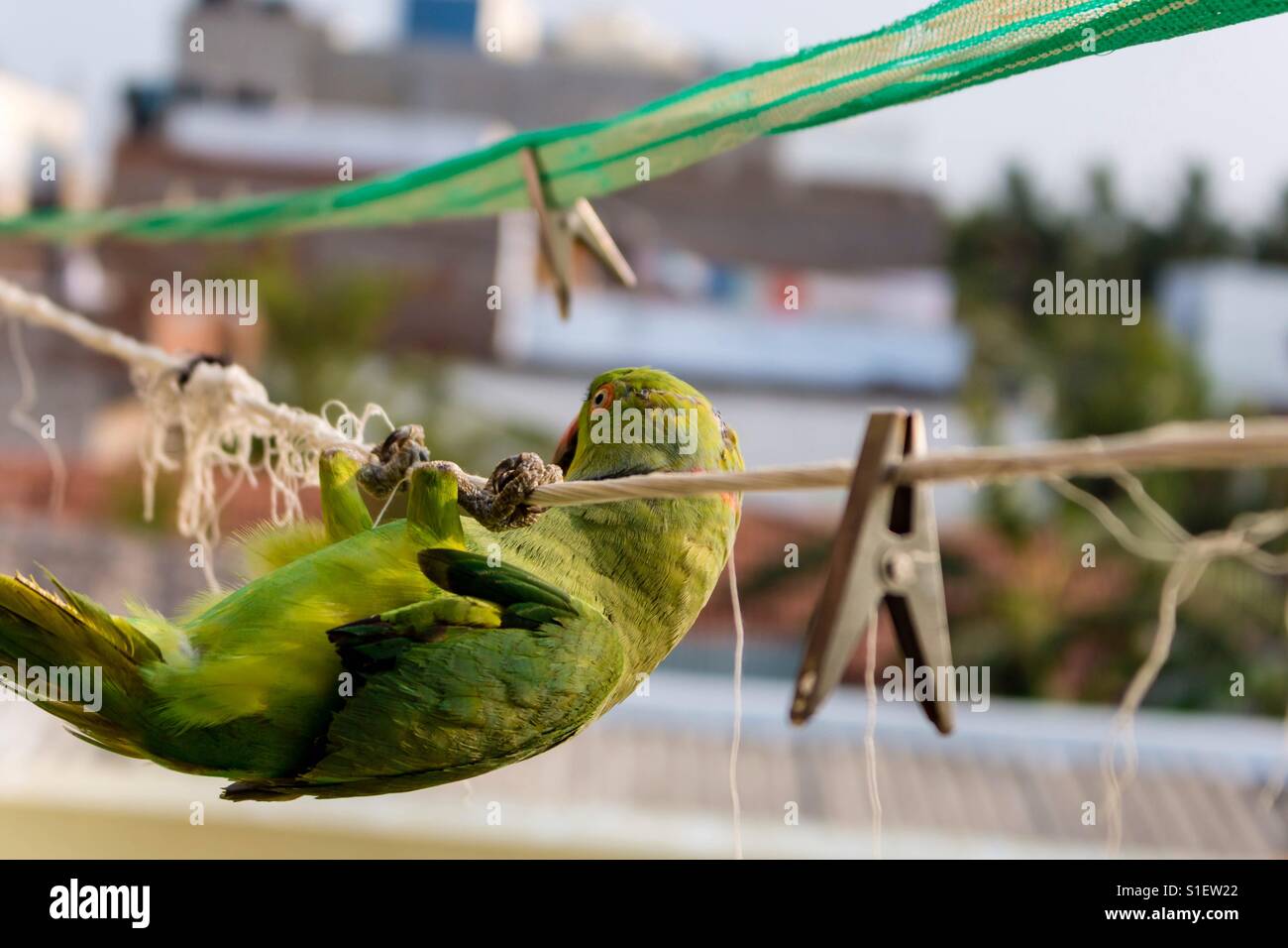 Hanging parrot hi-res stock photography and images - Alamy