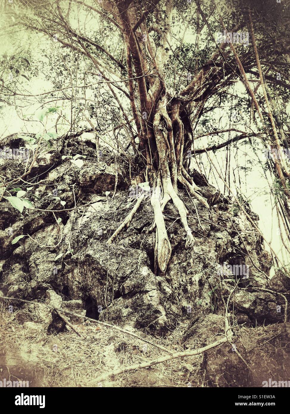 Tree with roots and branches hi-res stock photography and images - Alamy