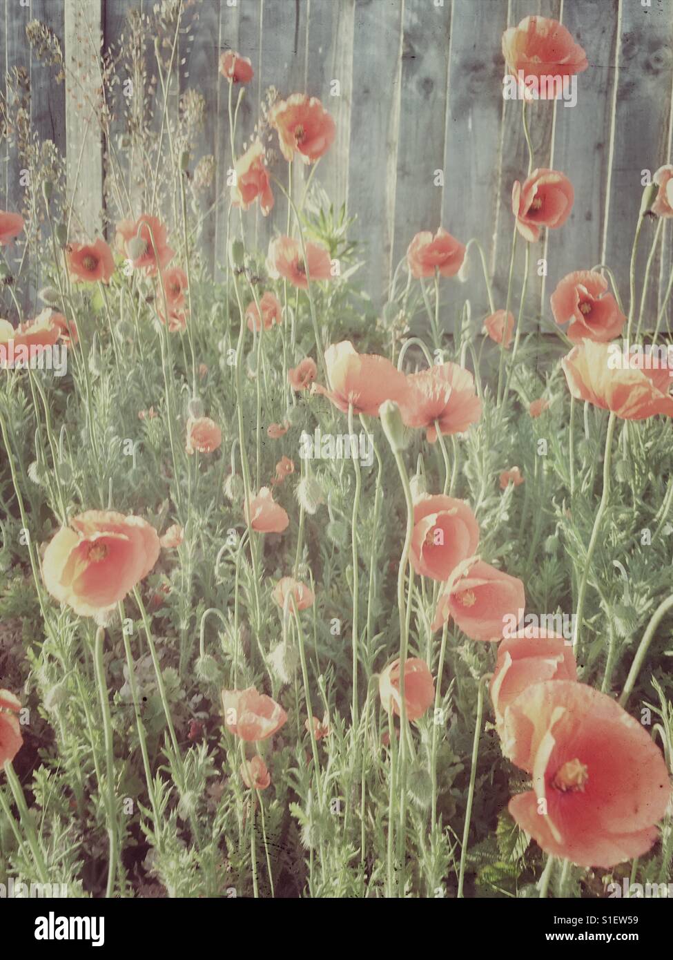 Faded wild flowers hi-res stock photography and images - Alamy