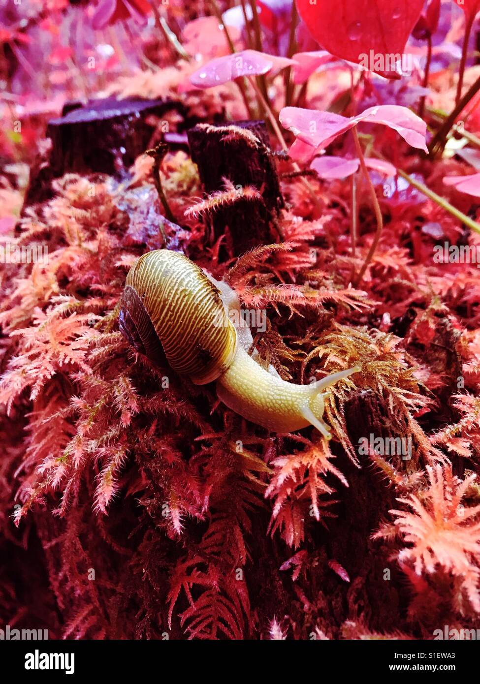 Portland wildlife hi-res stock photography and images - Alamy