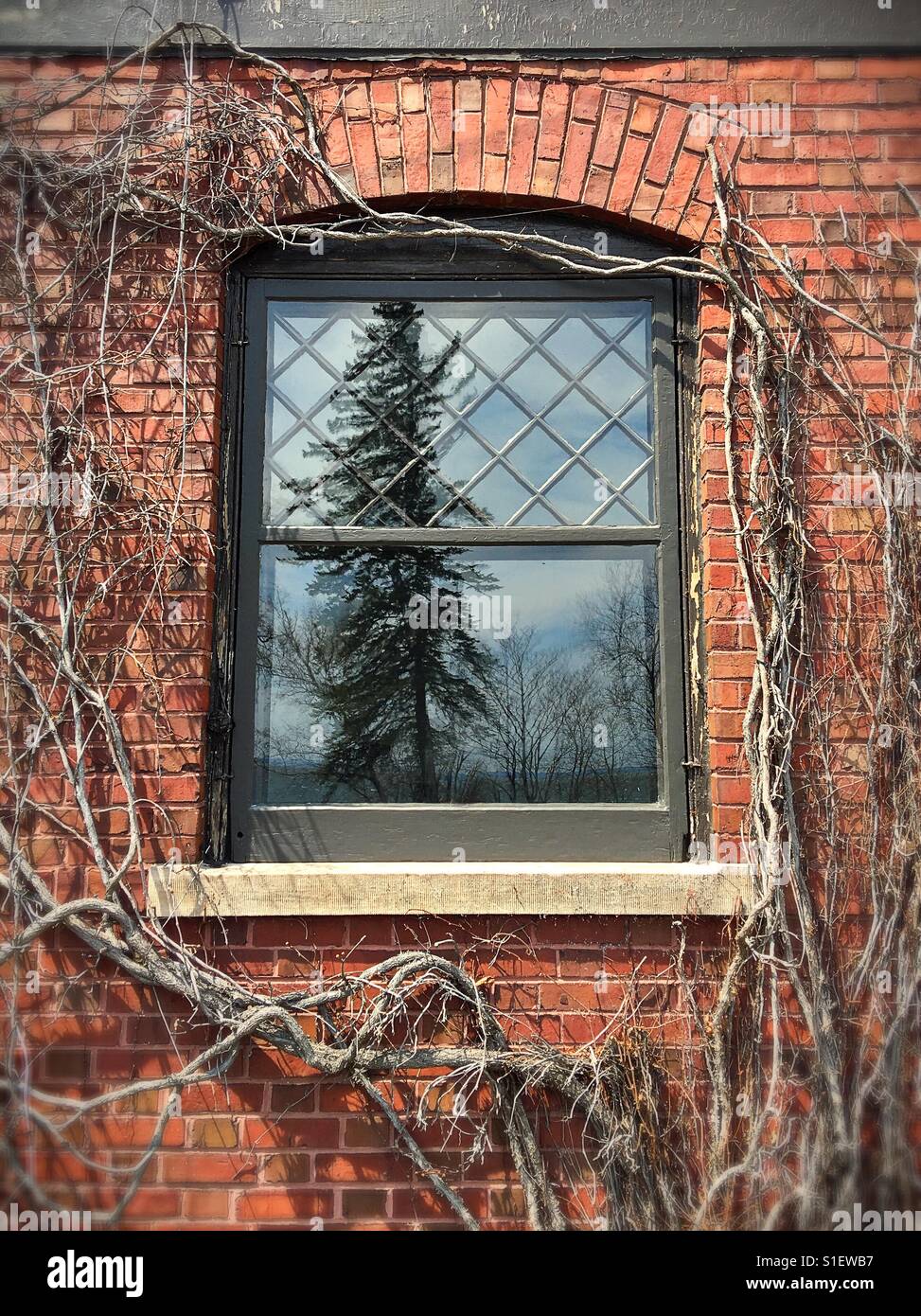 Tree reflected in creepy window surrounded by vines Stock Photo - Alamy