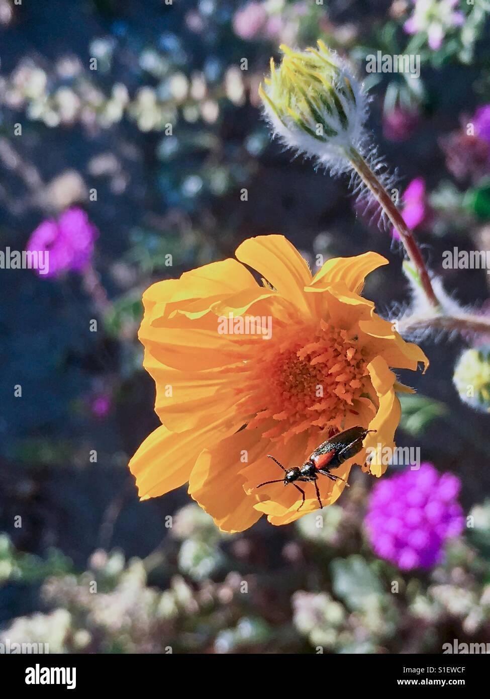 Super insect hi-res stock photography and images - Alamy