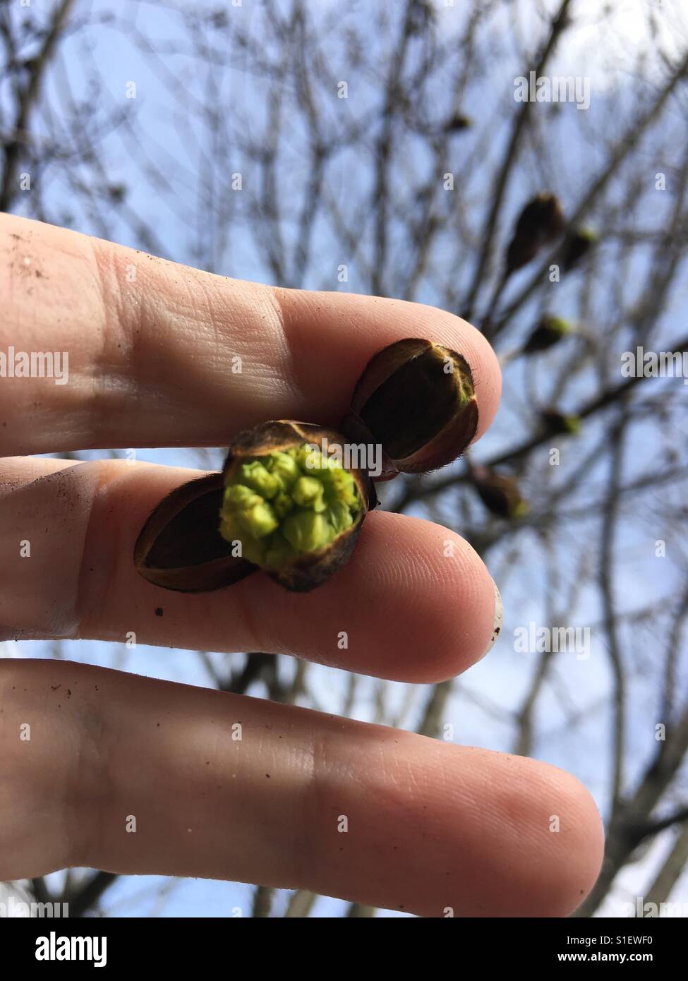 Deborah maple hi-res stock photography and images - Alamy