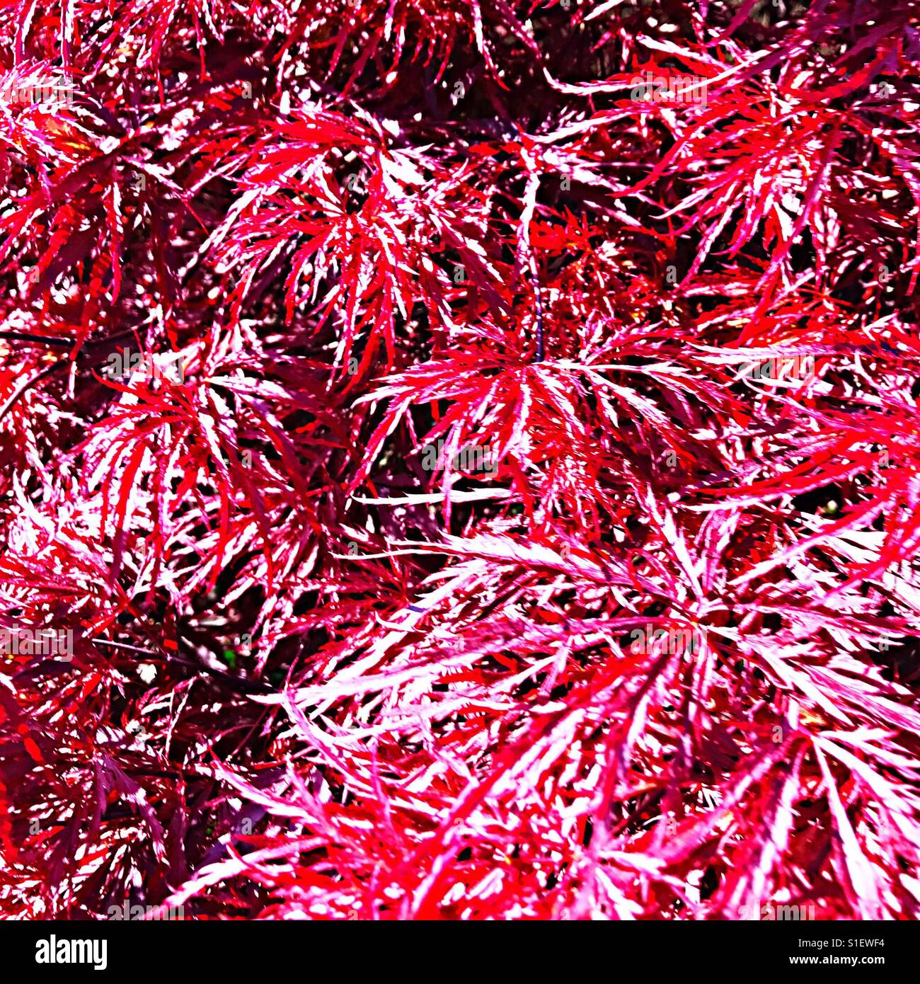 Oregon backyard hi-res stock photography and images - Alamy