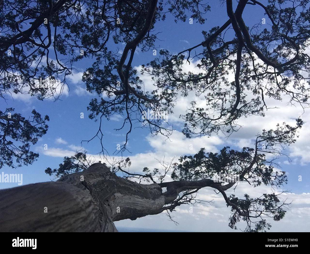 Tree branch into the sky Stock Photo - Alamy