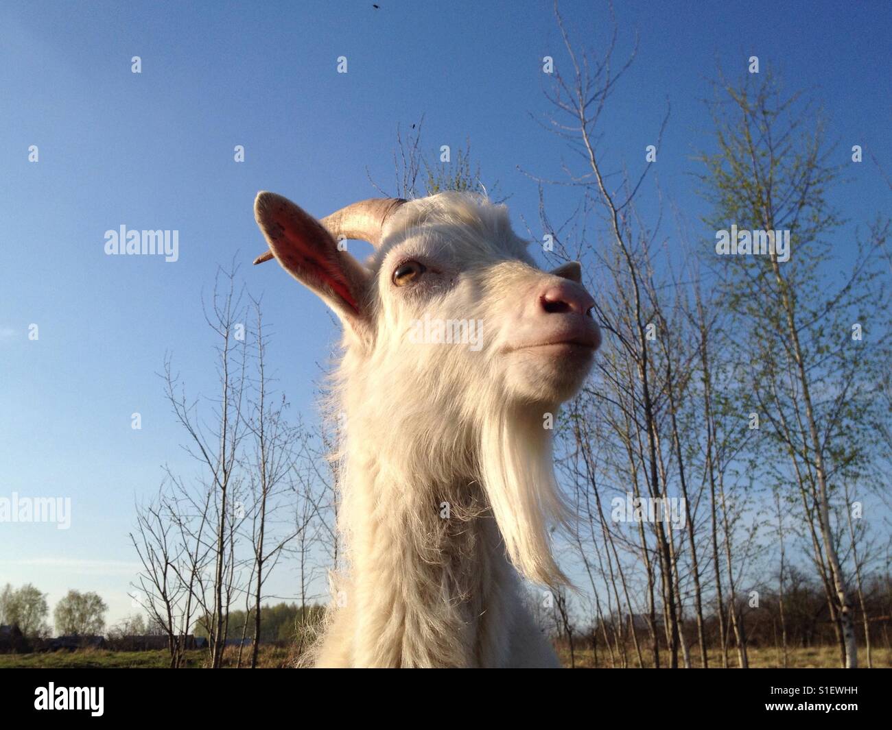 Goat face hi-res stock photography and images - Alamy