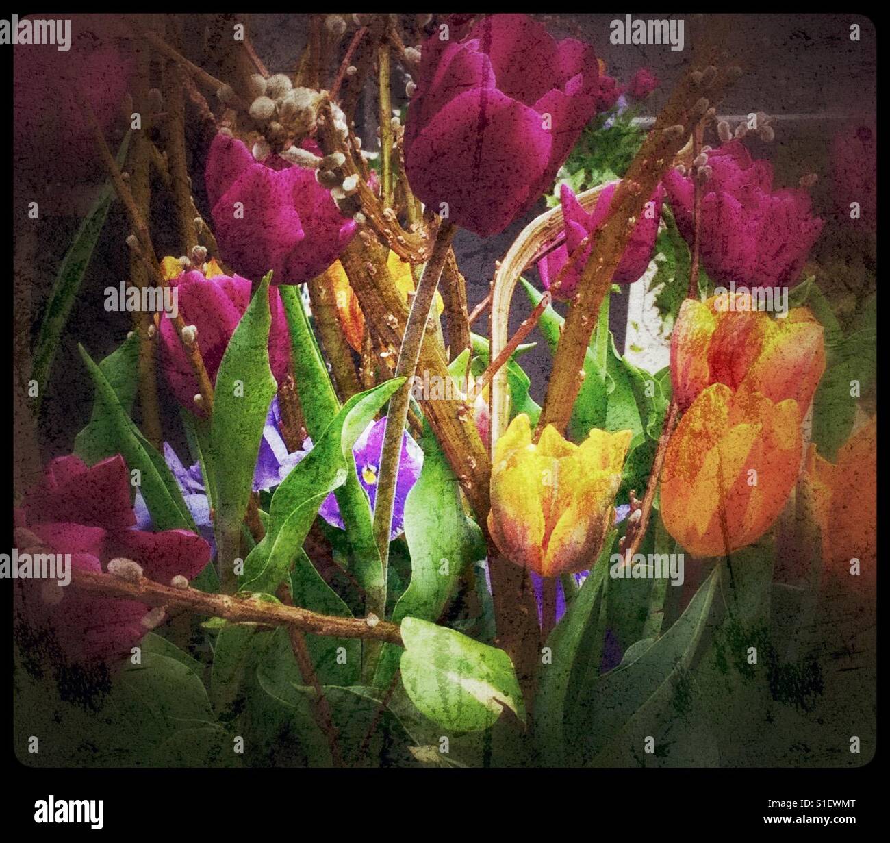 Fuchsia Tulips High Resolution Stock Photography and Images - Alamy