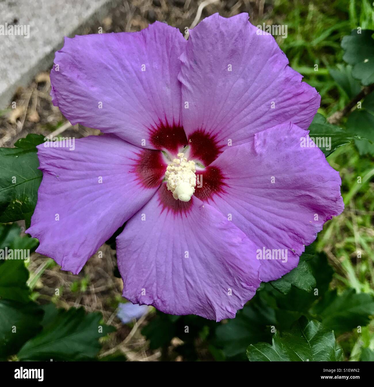 Rose Althea Stock Photos & Rose Althea Stock Images - Alamy