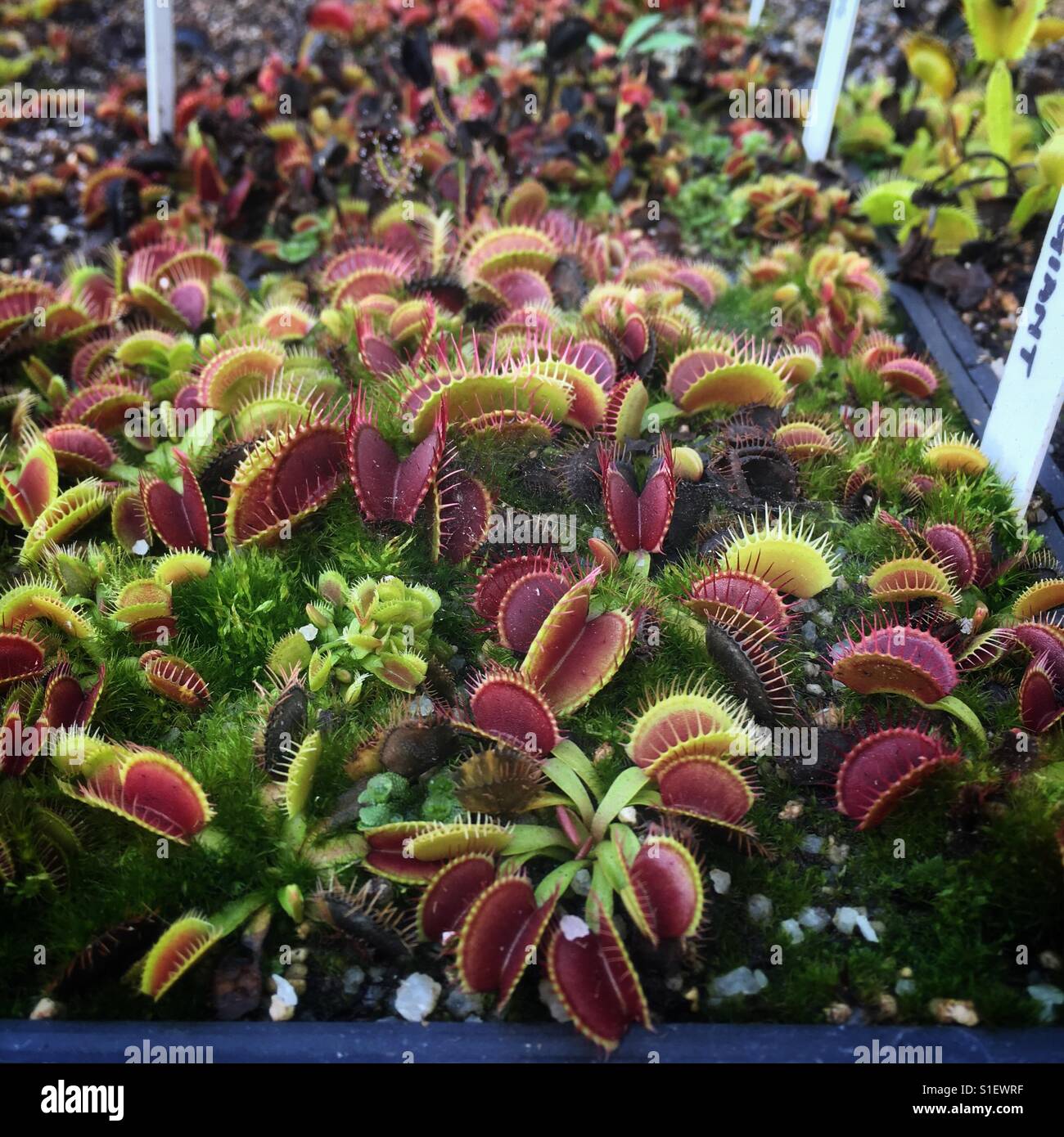 Venus Fly Traps High Resolution Stock Photography and Images - Alamy