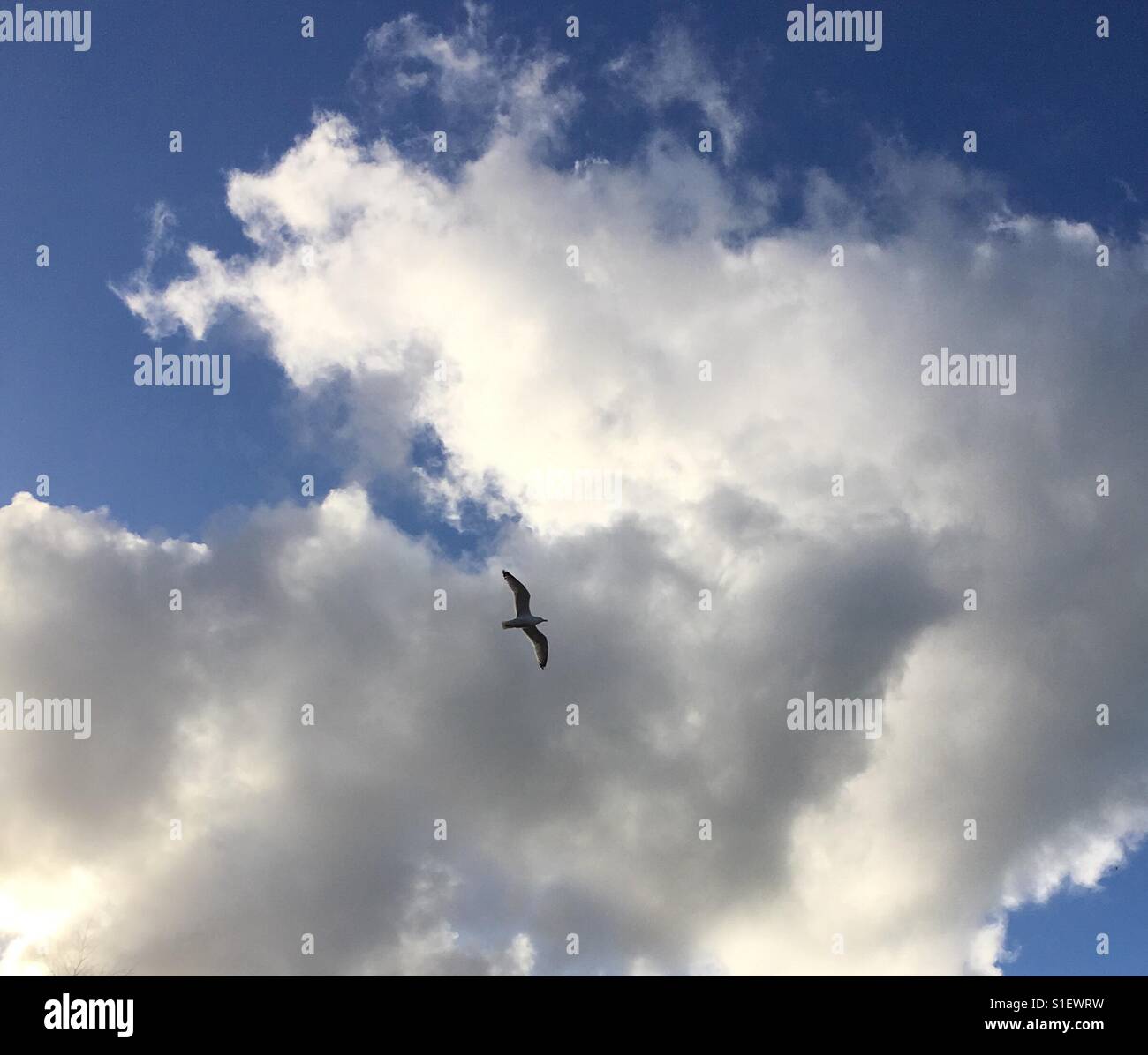 Lone Bird Flying High Resolution Stock Photography and Images - Alamy